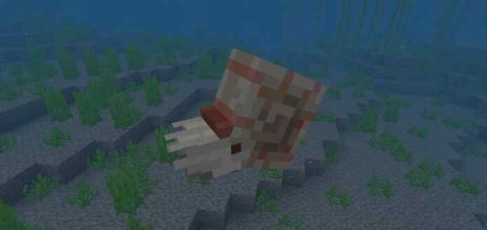 What Do Nautilus Shells Do In Minecraft? – All You Need To Know